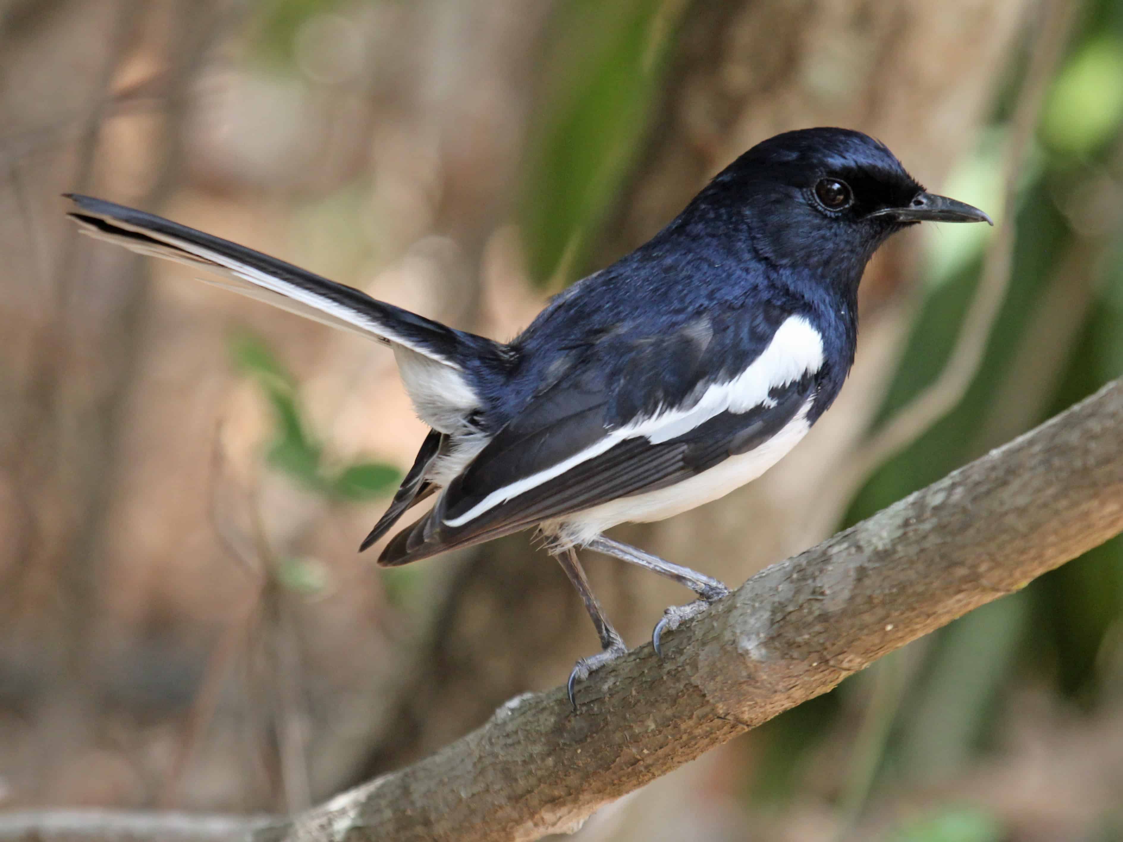 Birds of Bangladesh – Bangladesh