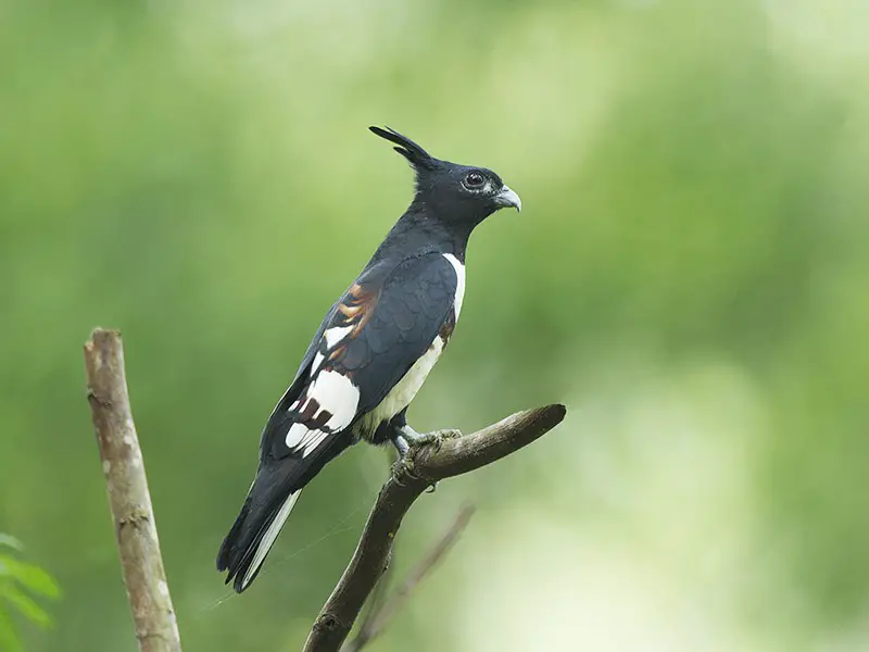 Birds of Bangladesh – Bangladesh