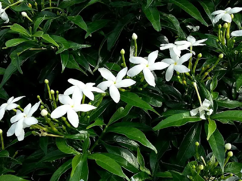 Flowers of Bangladesh (And What Is National Flowers of BD) – Bangladesh