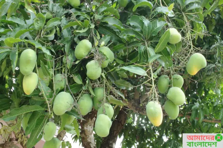 National Tree Of Bangladesh